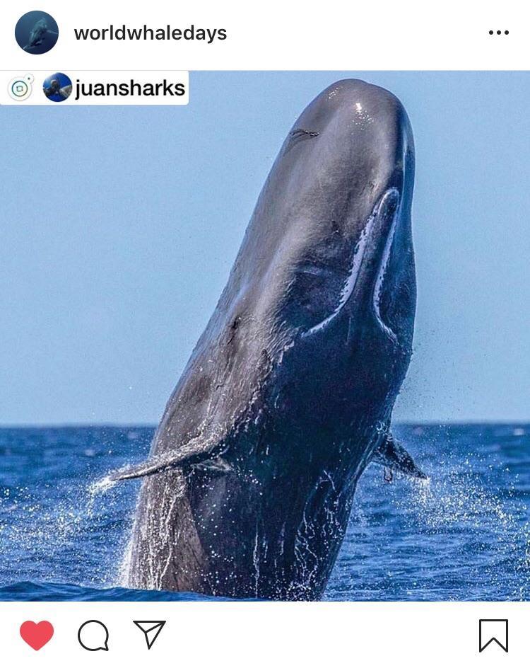 Acrobatics aren’t just for humpbacks! I hope you find this very determined (and very lovely ...