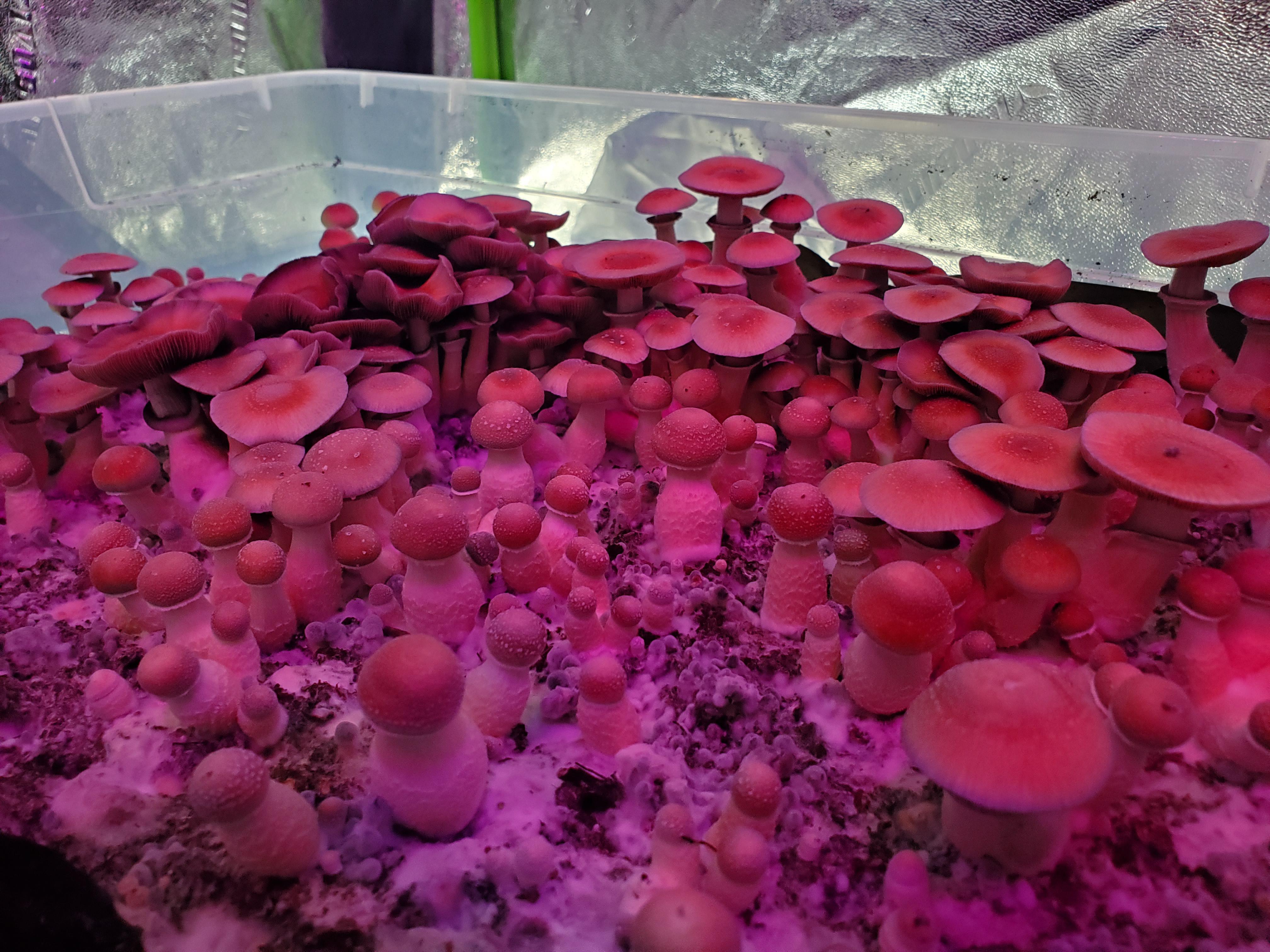 [Actives] 2nd flush arrived overnight | Scrolller