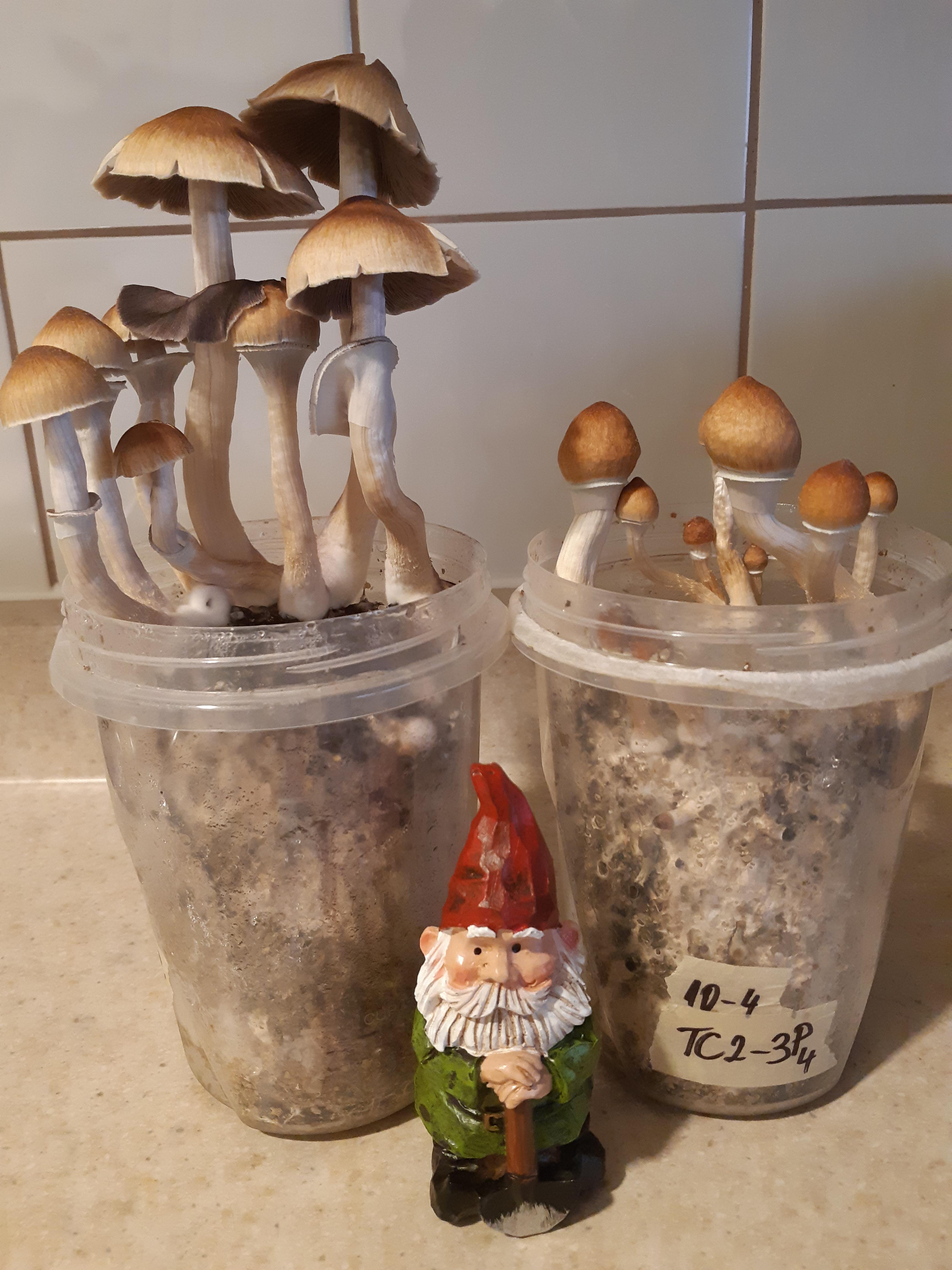 [Actives] Only two jars still going from first grow. 6th flush | Scrolller
