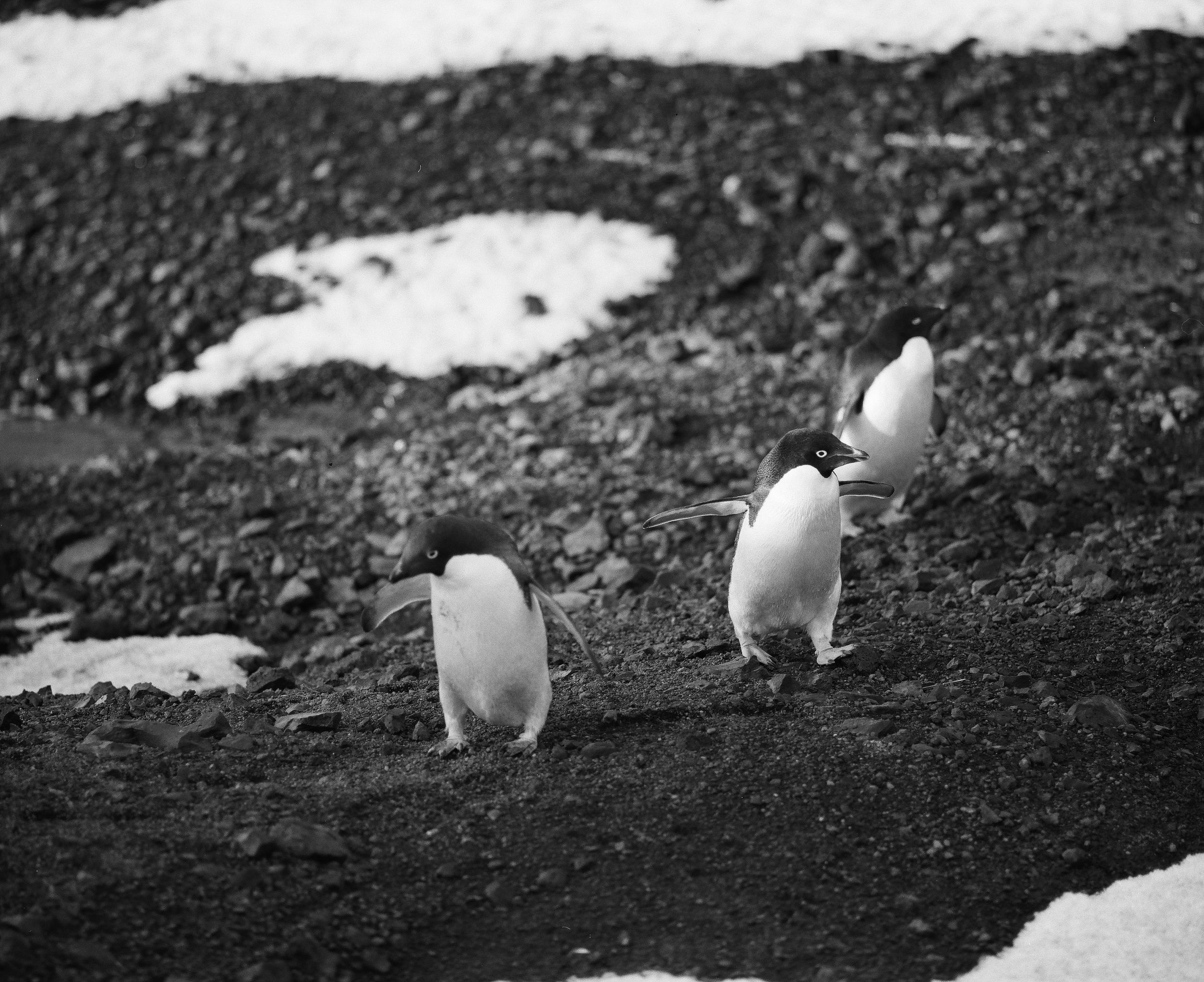Adélie Penguin Dance, Hut Point Antarctica [Pentax 67ii, Ilford HP5 400] | Scrolller