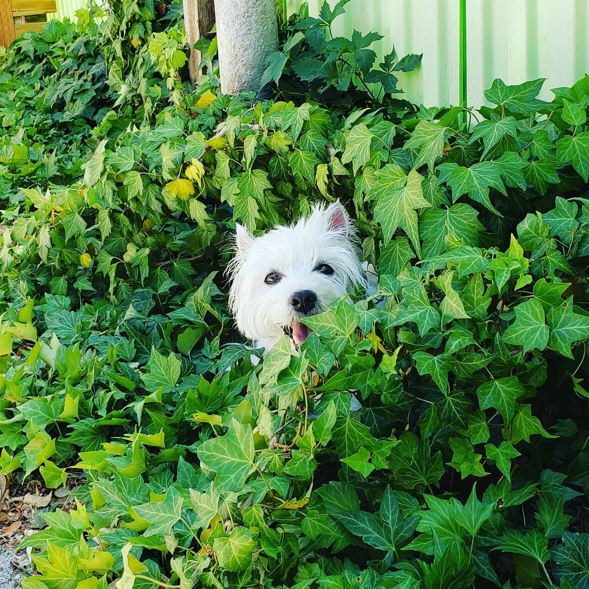 Ada enjoying her favorite spot in the backyard | Scrolller
