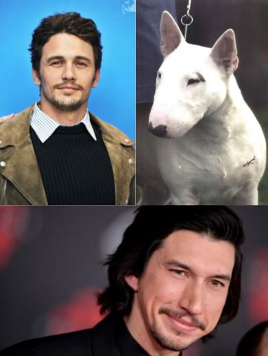 Adam Driver looks like what happened when James Franco and a Bull Terrier had a baby | Scrolller
