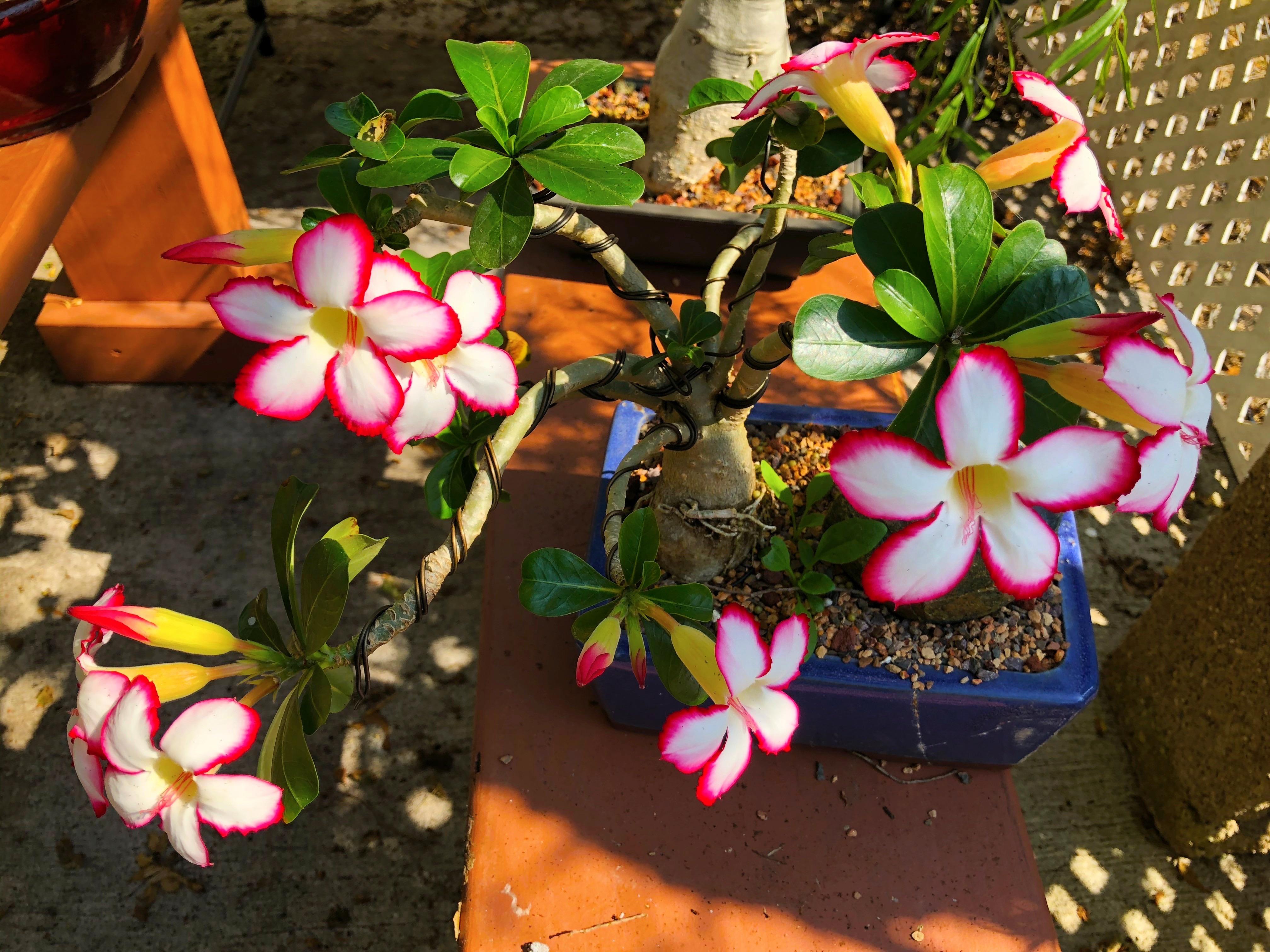 Adenium in bloom | Scrolller