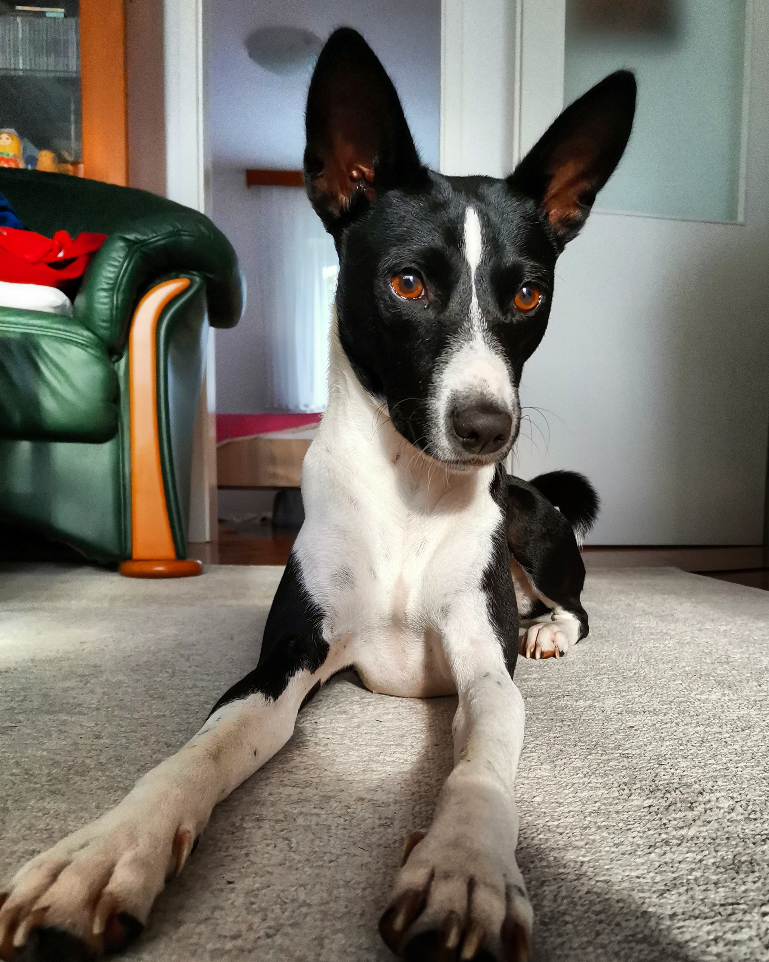 Adopted basenji named Bond 1,5 years old | Scrolller