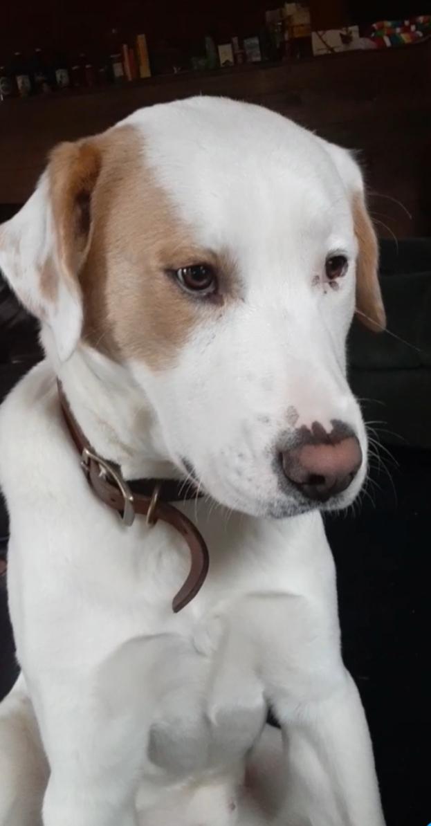 Adopted this sweet angel back in January from the shelter where I work. Meet Apollo! | Scrolller