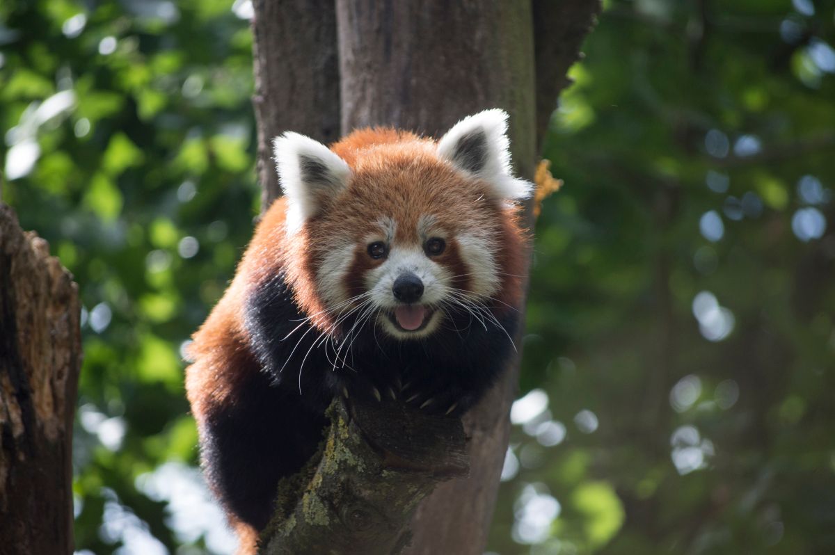 Adorable red panda from Neuwied Zoo | Scrolller
