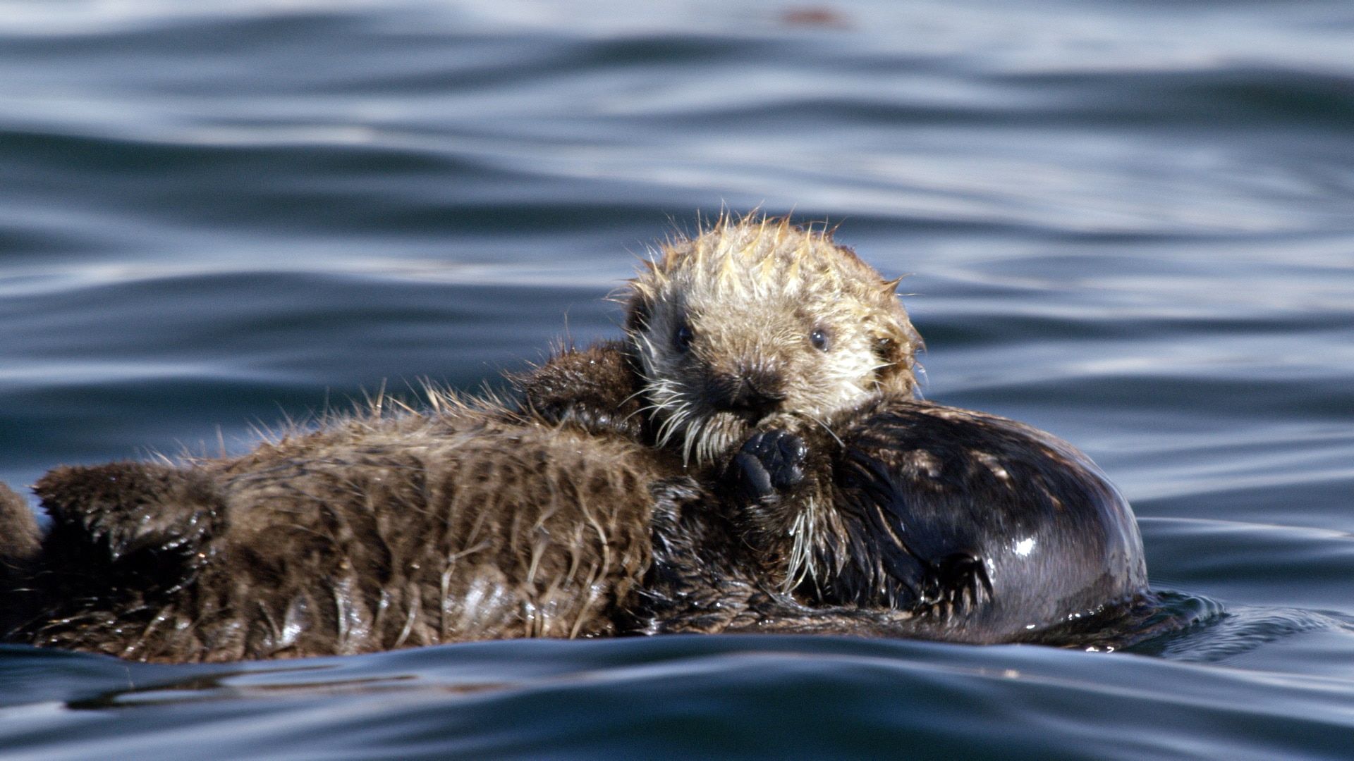 Adorable Sea Otter | Scrolller