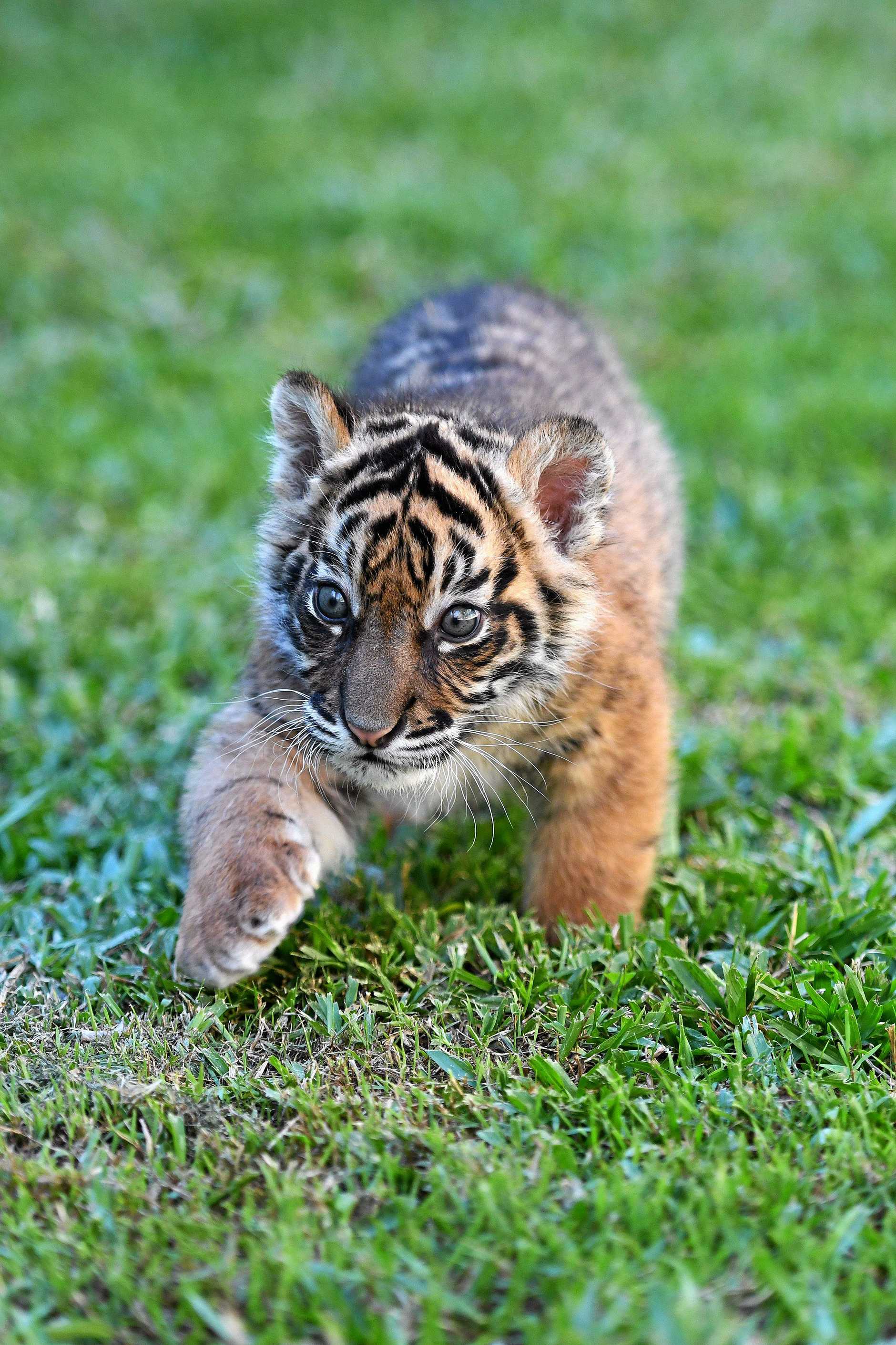 Adorable Tiger Cub | Scrolller