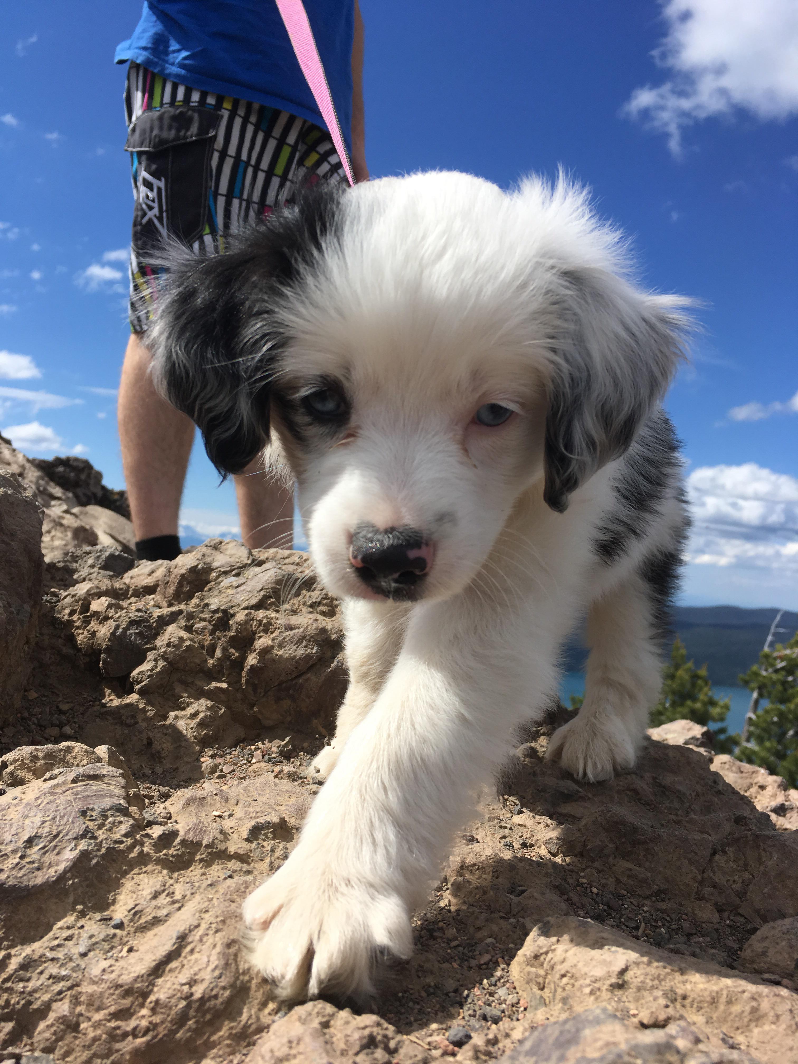 Adventure dog! | Scrolller