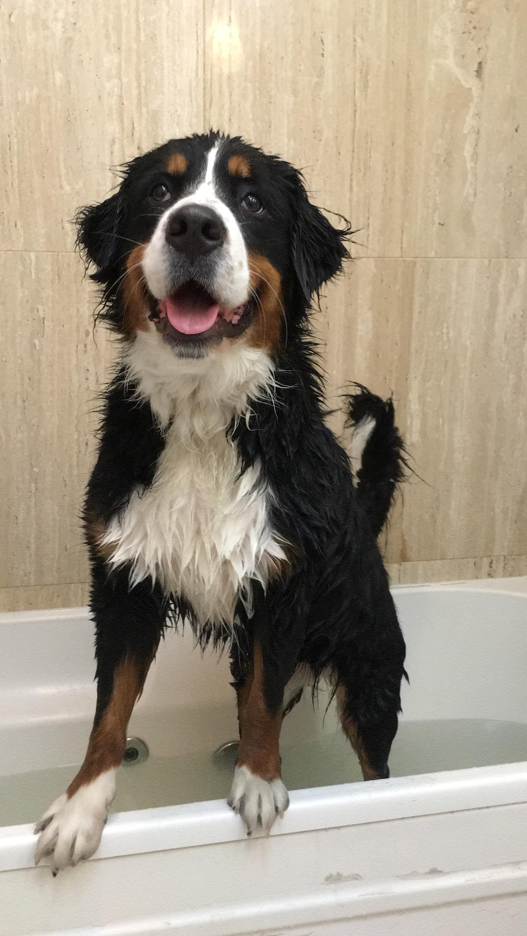 After a bath! | Scrolller