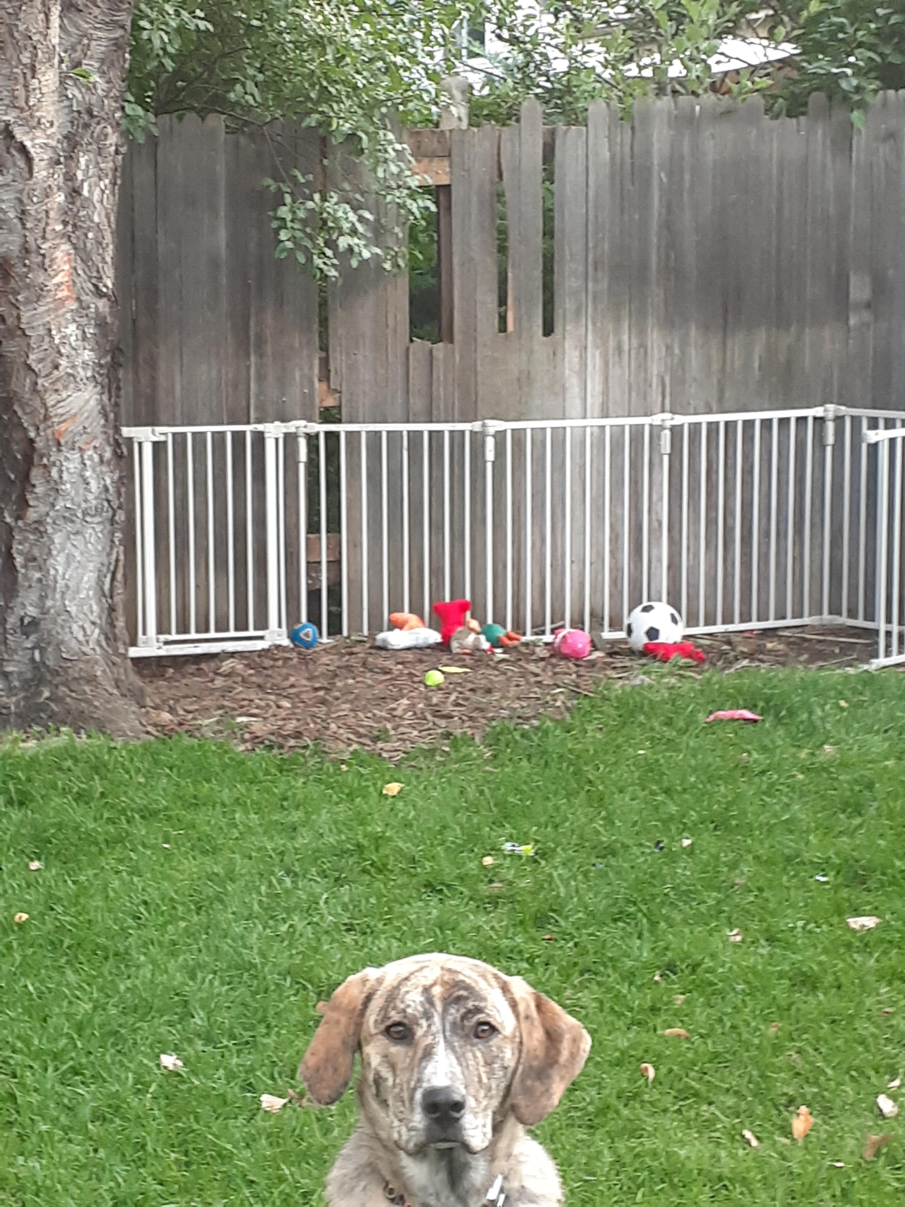 After ripping up the fence, She looks proudly at the camera | Scrolller