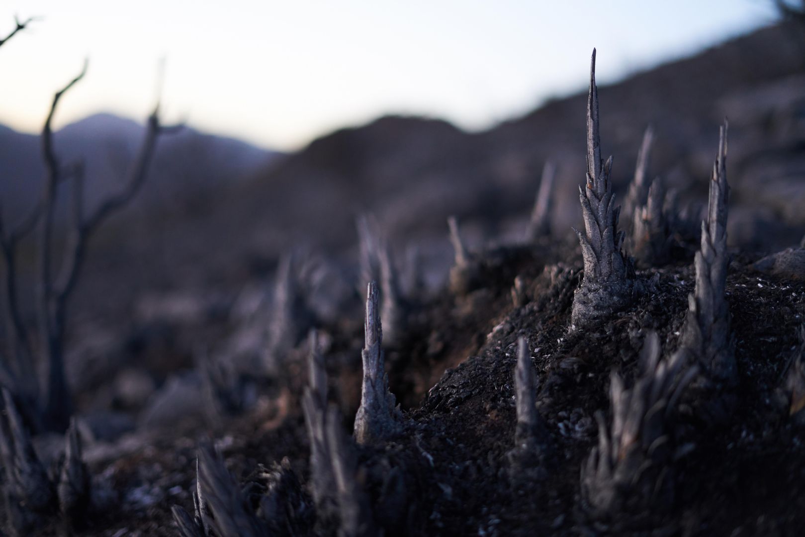 Aftermath of Bushfire, Arizona[7500x5003][OC] | Scrolller