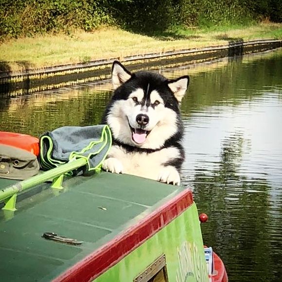 Ahoy Captain Leo !! | Scrolller