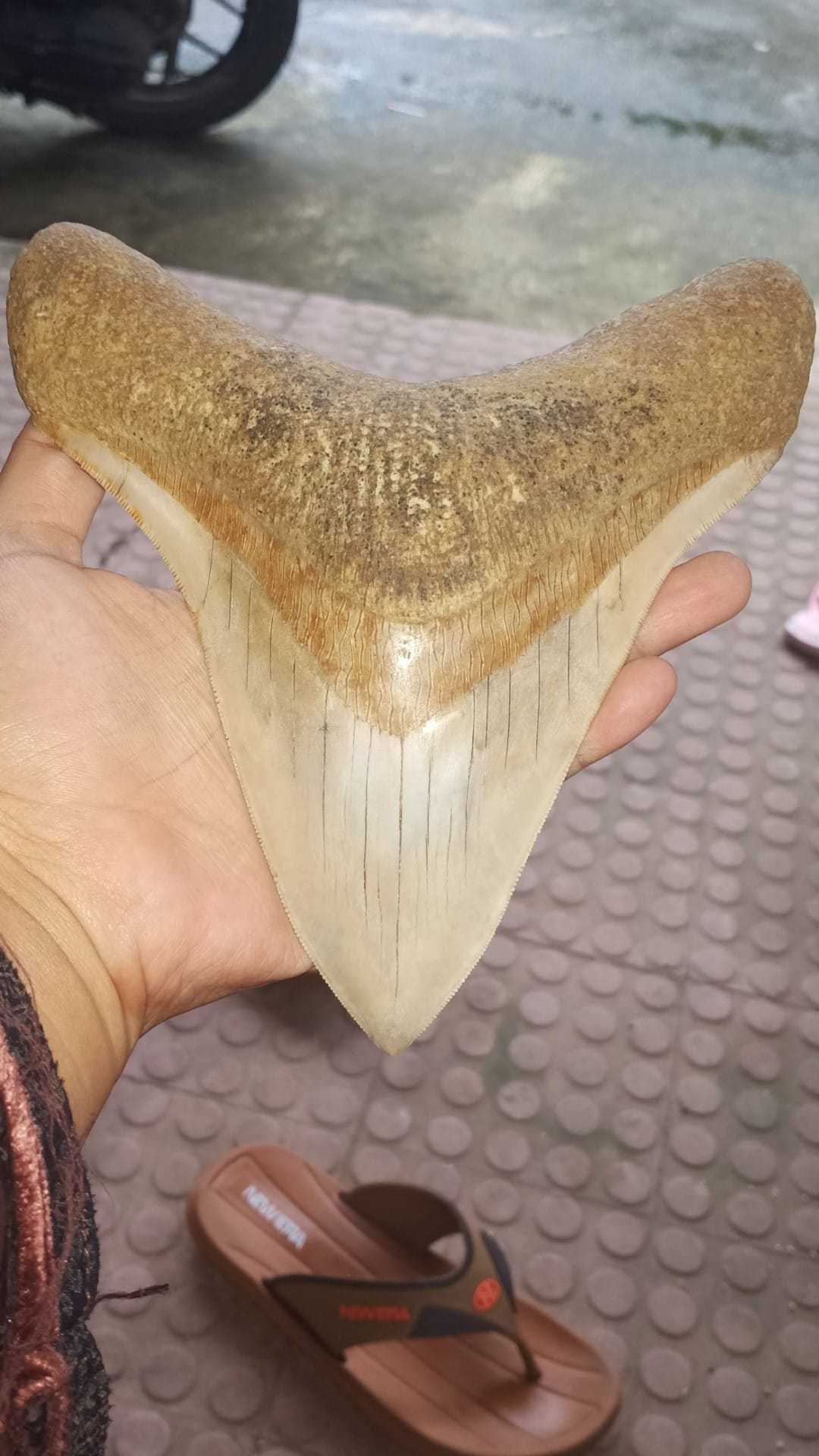 Airplane megalodon tooth, hahahahha - (horribly composited tooth) | Scrolller