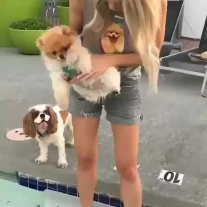 Airswimming pup | Scrolller