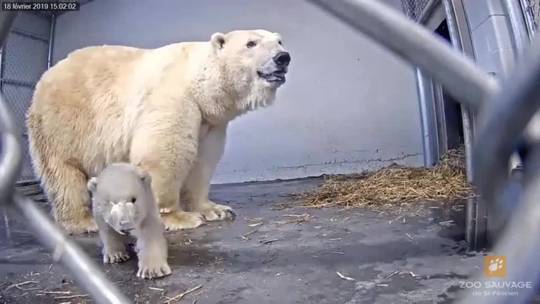 Aisaqvak and her cub | Scrolller