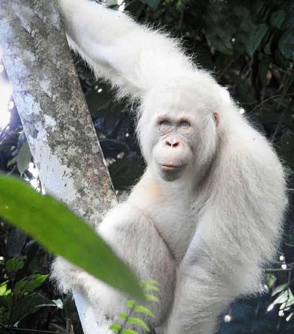 Alba is the world’s only known albino Orangutan. | Scrolller