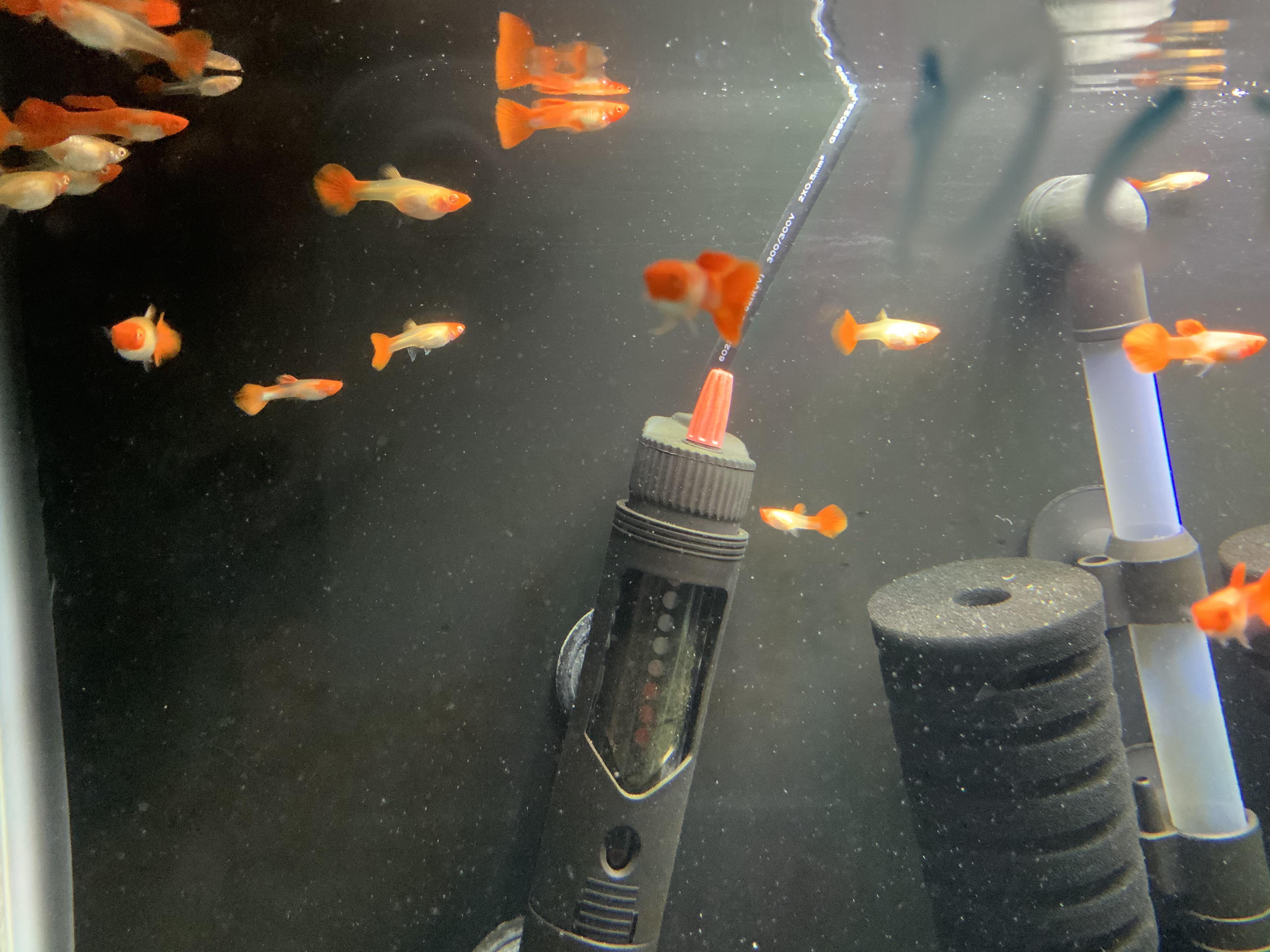 Albino Koi Guppies 😍 | Scrolller