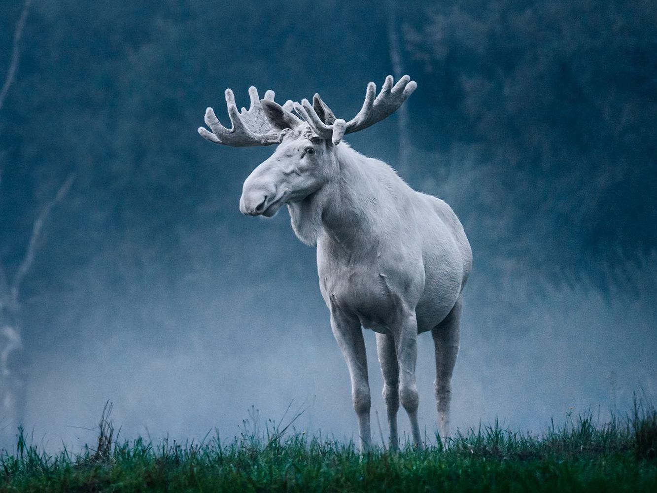Albino Moose | Scrolller