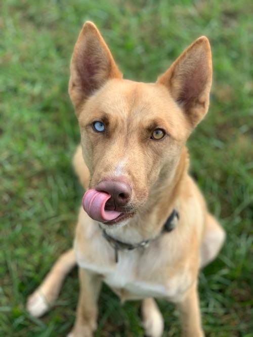 Alexander lick him nose | Scrolller