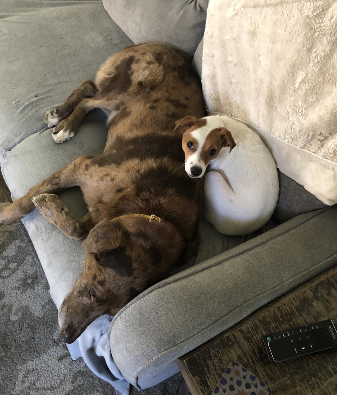 Alf Loves His Big Sis | Scrolller