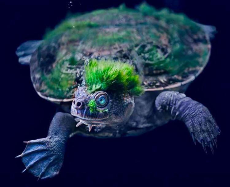 Algae Forms on the head of Mary River Turtle | Scrolller