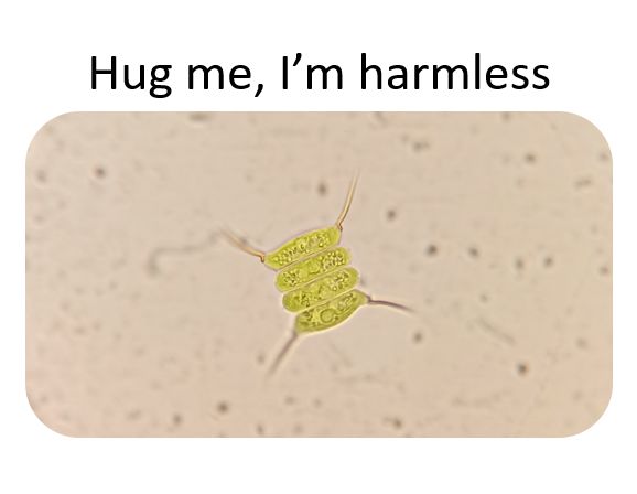 Algae love | Scrolller