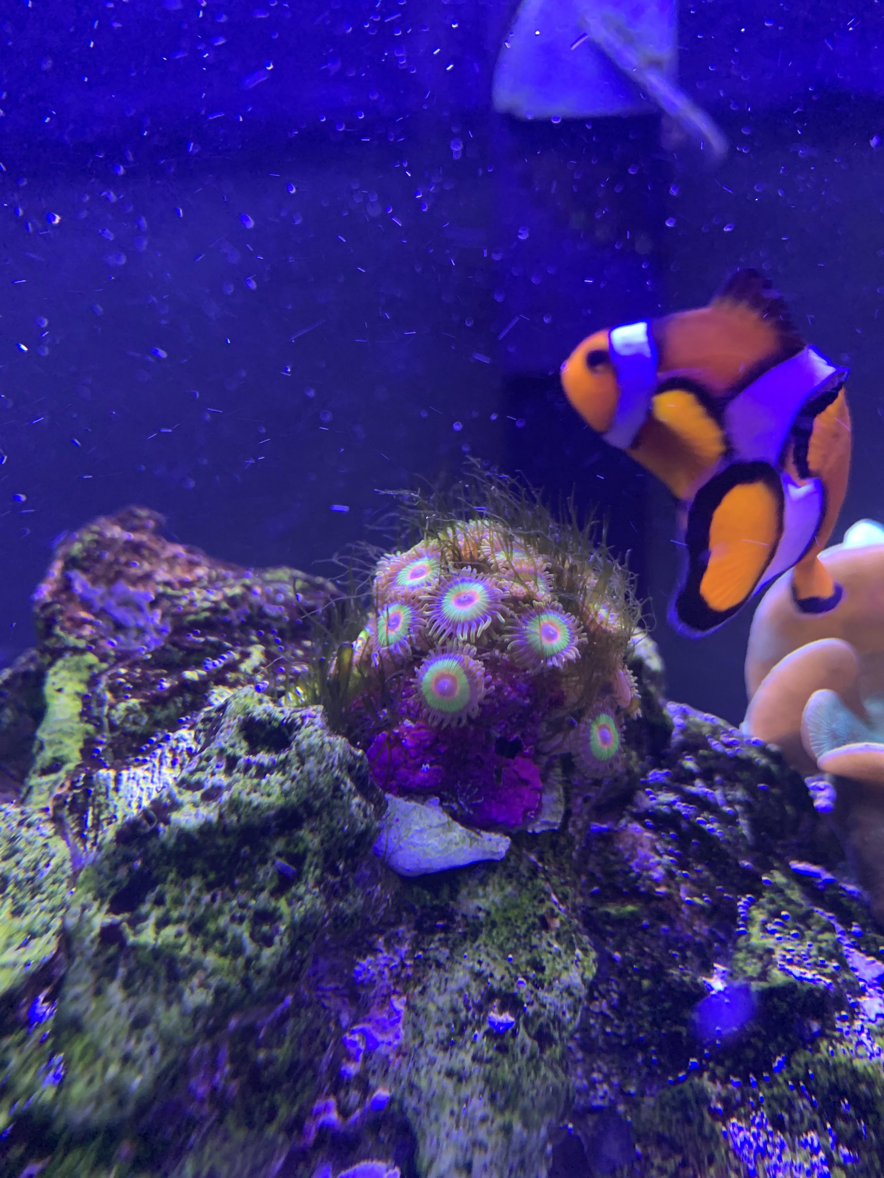 Algae on Rasta frag | Scrolller