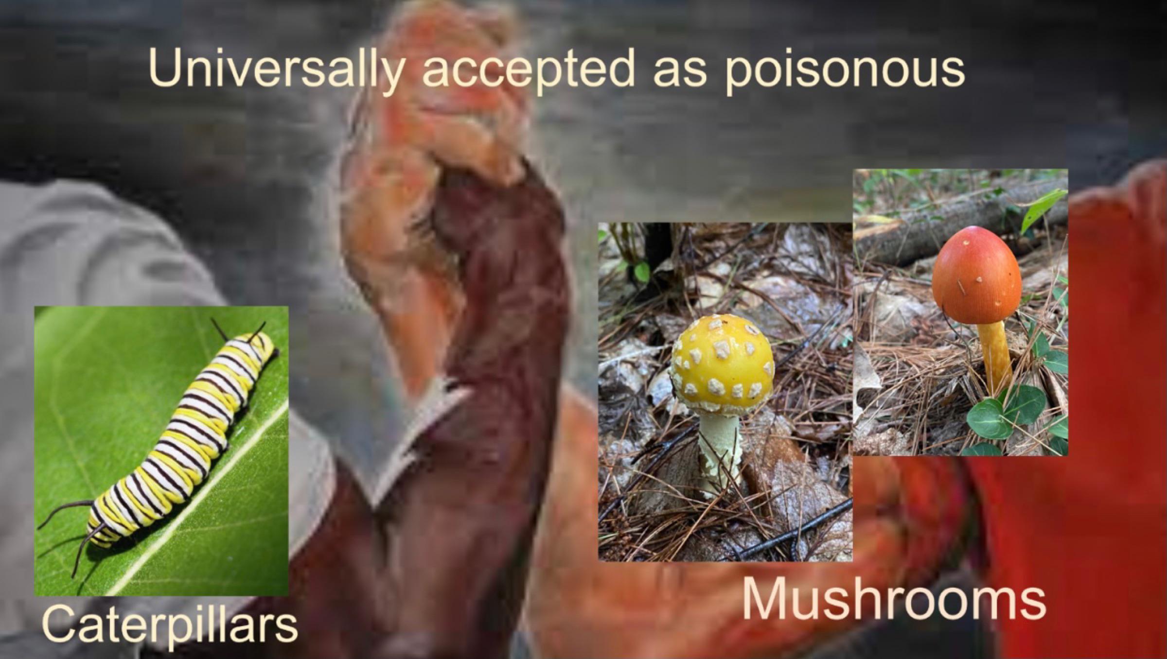 All species know | Scrolller