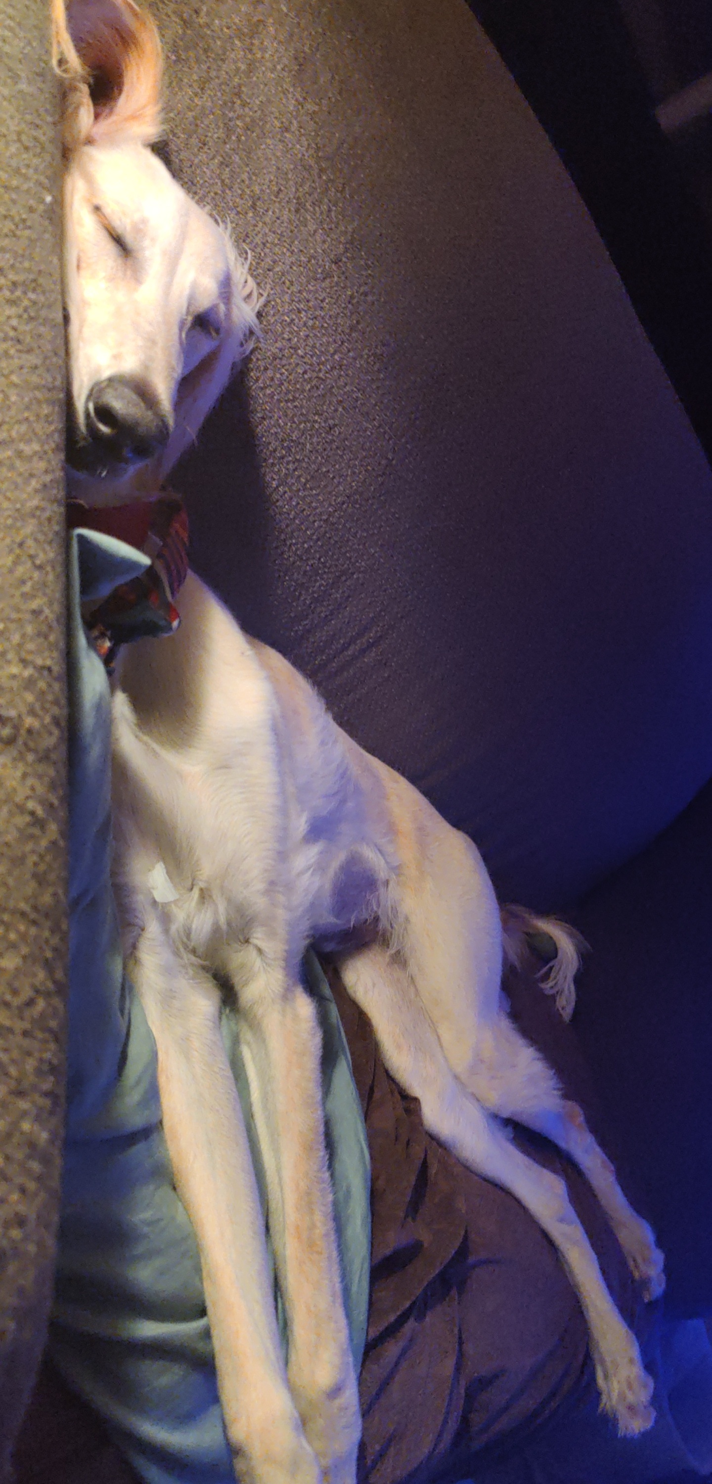 All the comfort!! | Scrolller