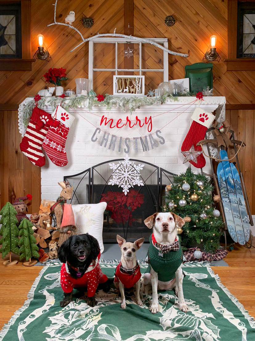 All three dogs cooperated. A Christmas miracle! | Scrolller