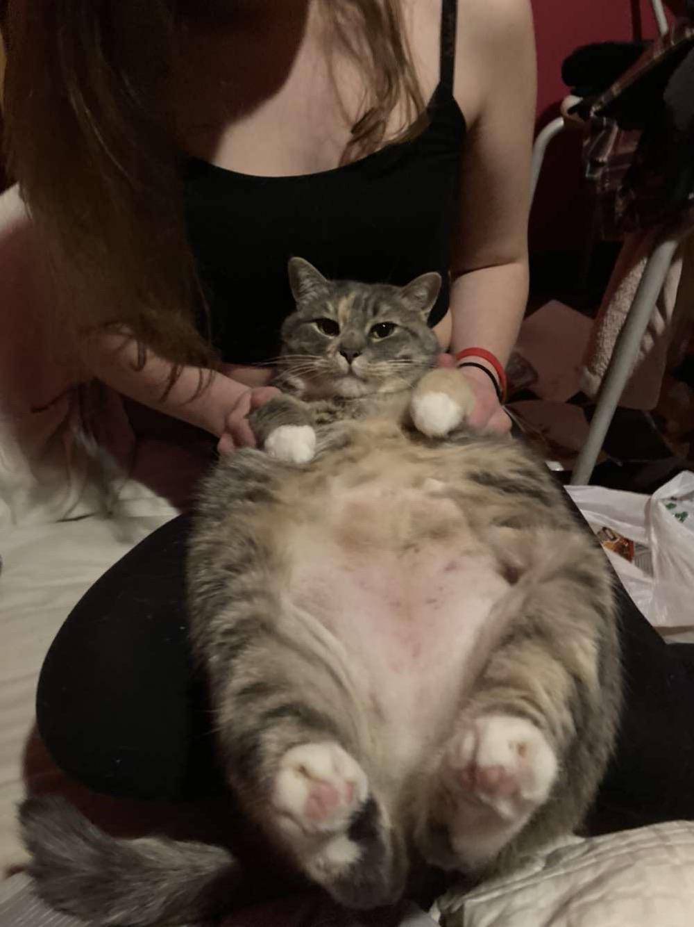 Almost IMPOSSIBLY large! (The cat, not my sister) Behold, Emily: | Scrolller