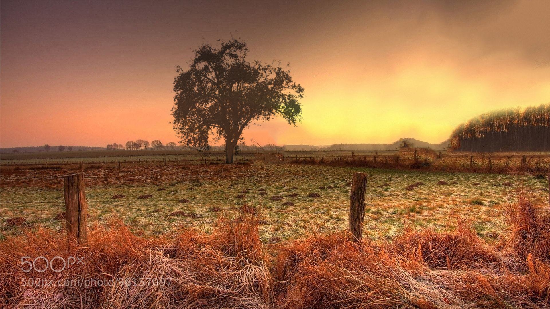 Alone in the field | Scrolller