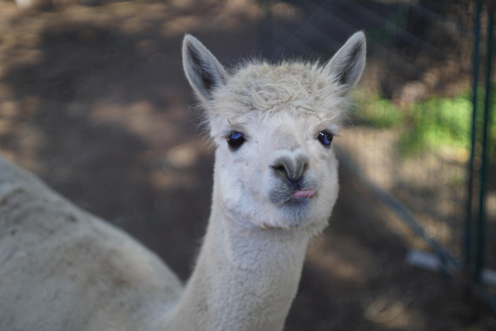 Alpaca doin a mlem. | Scrolller
