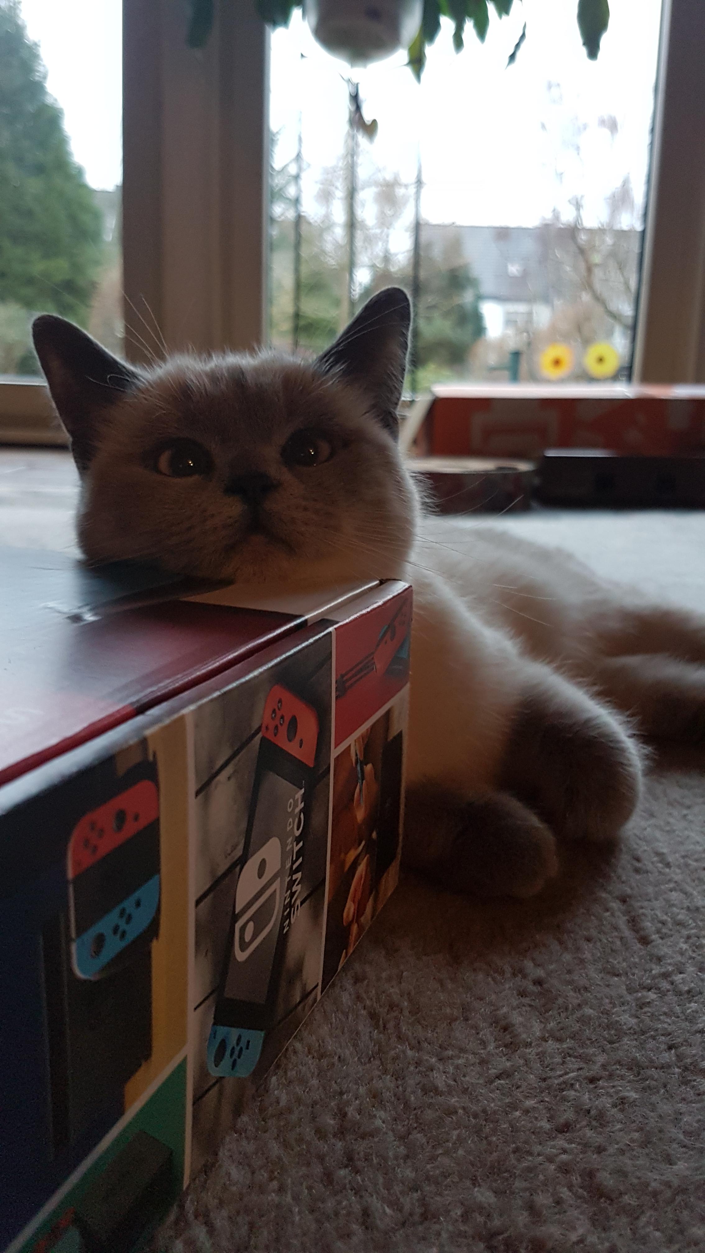 Already knows that switch time means cuddling time | Scrolller