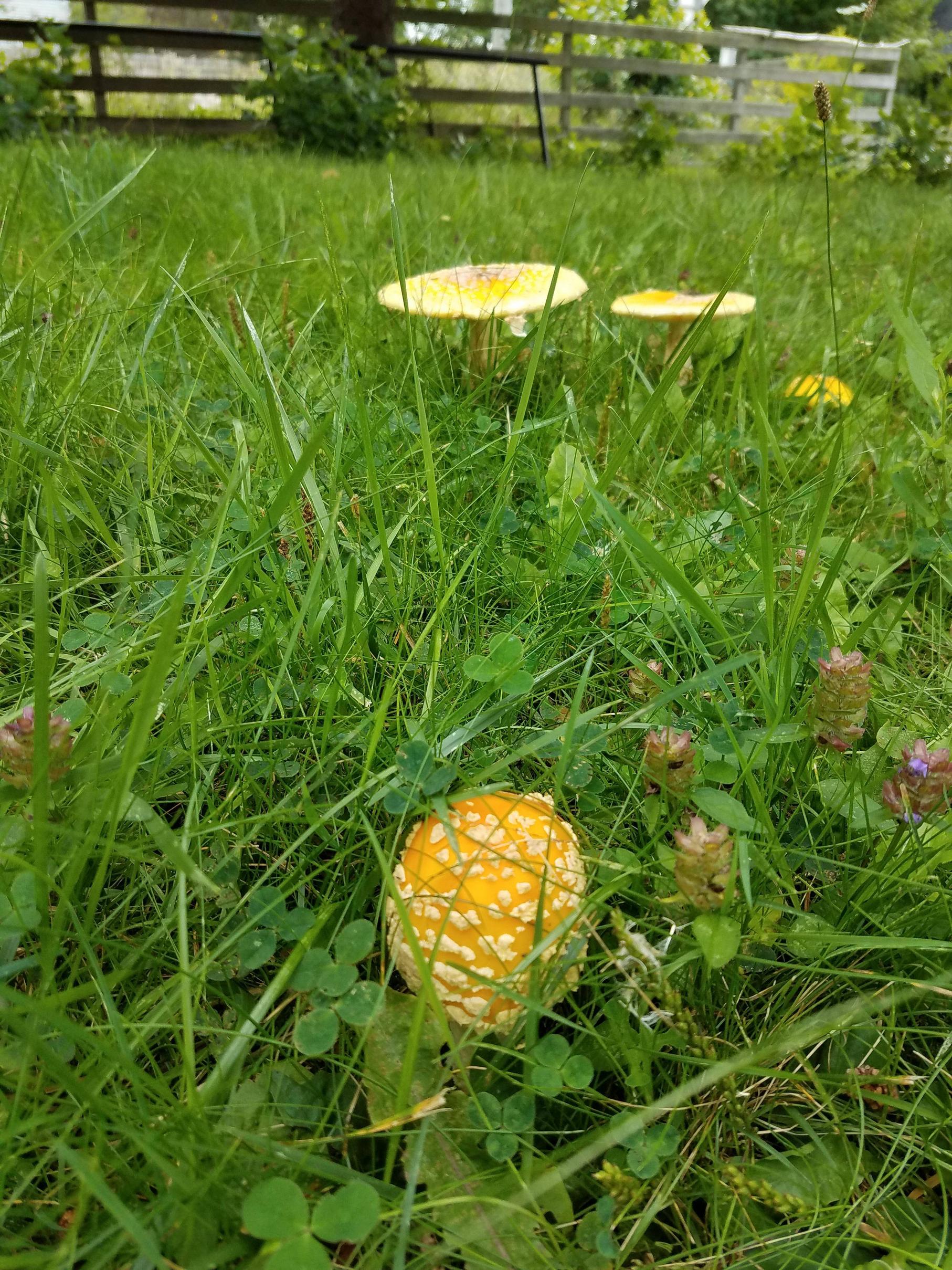Amanitas are popping in my front yard | Scrolller