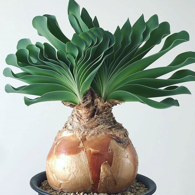 Amazing leaves | Scrolller