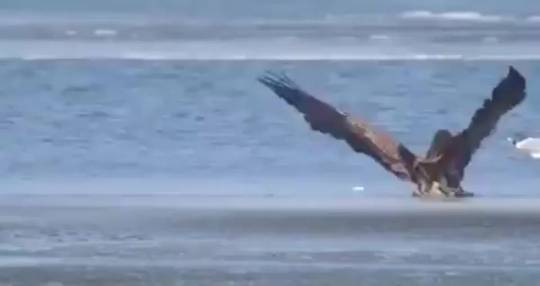 Ambitious eagle | Scrolller