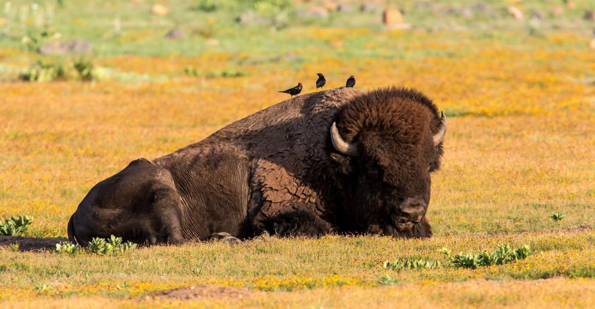 American Bison | Scrolller