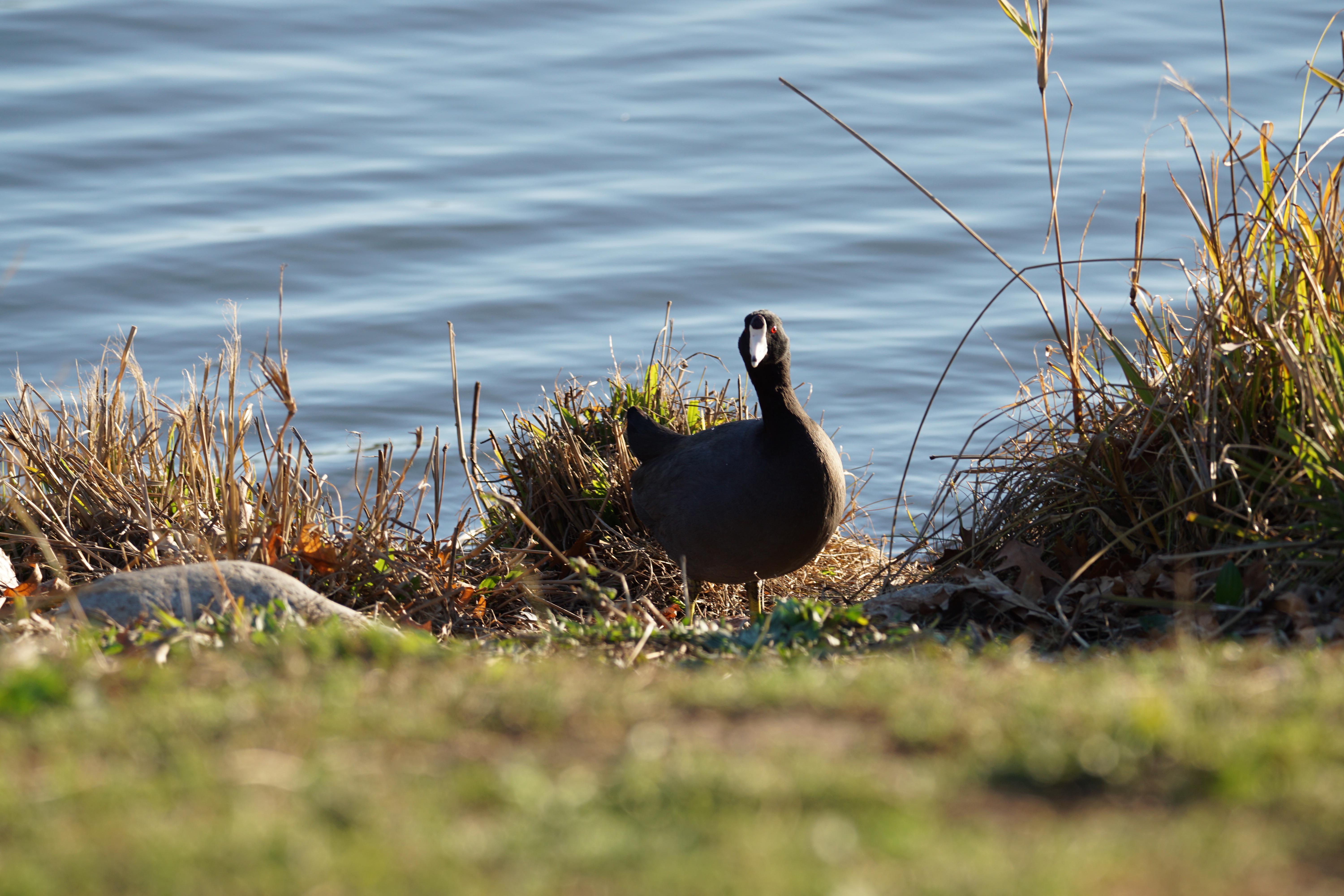 American Coot | Scrolller