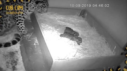 Amur leopard cubs born at Colchester Zoo! (source in comments) | Scrolller