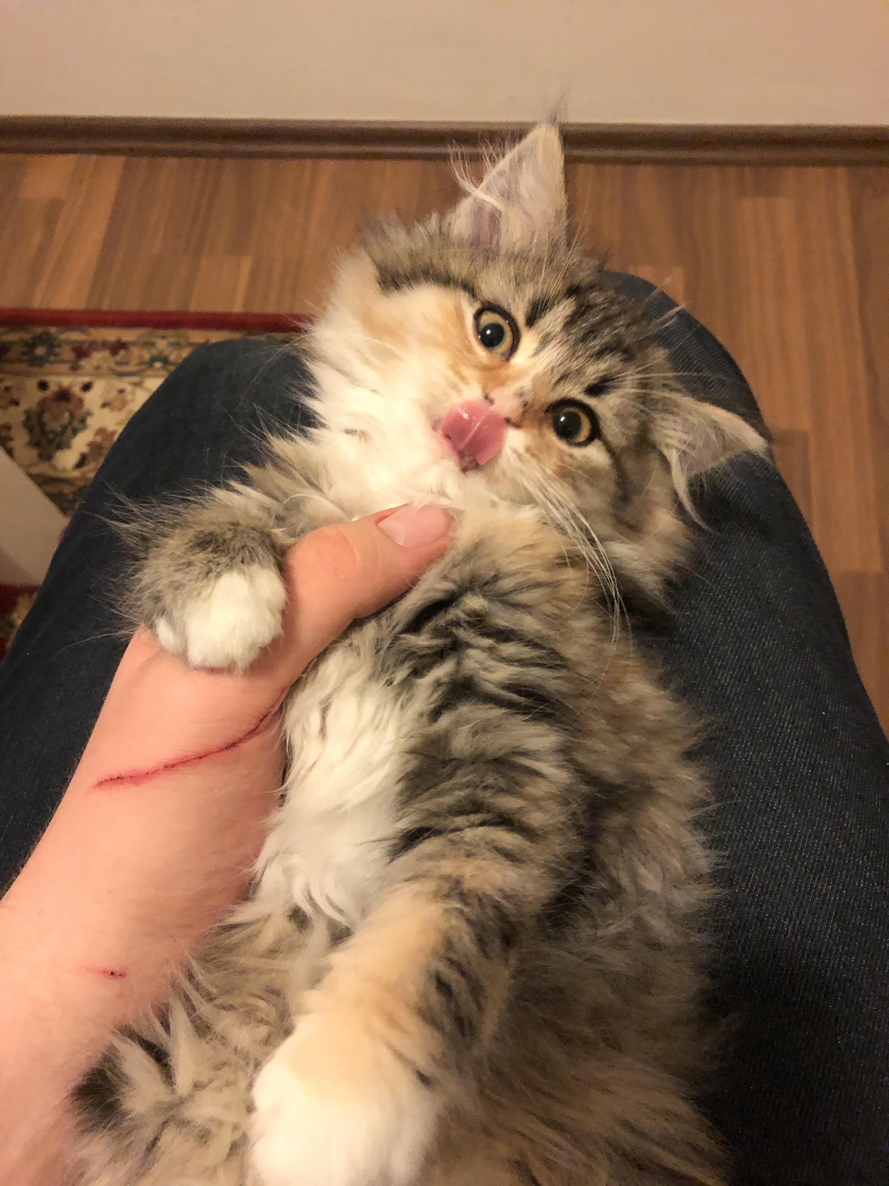 Amy’s mlem | Scrolller