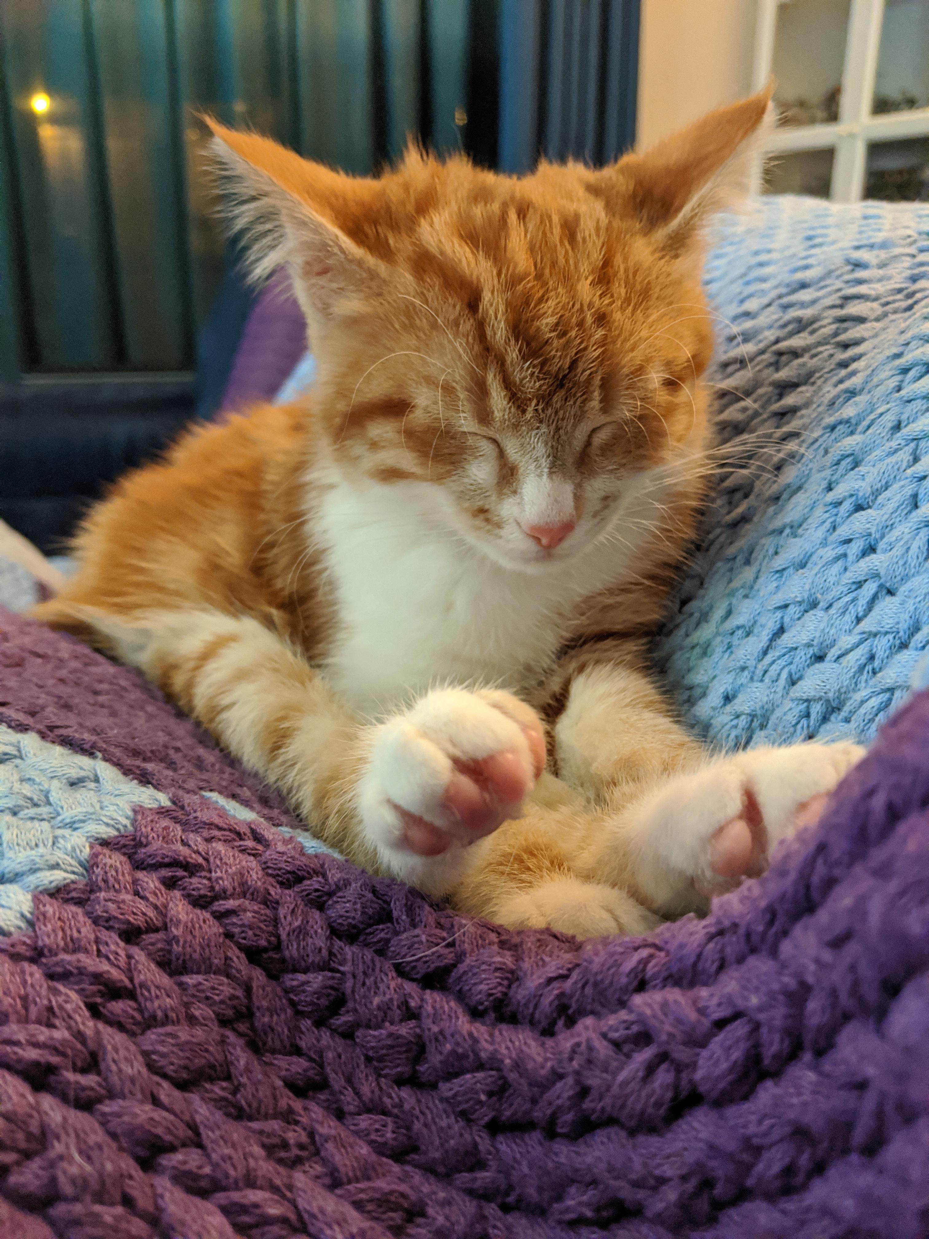 Amy's sleepy beans | Scrolller