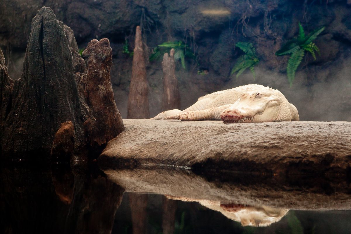 An albino alligator [1200x800] | Scrolller