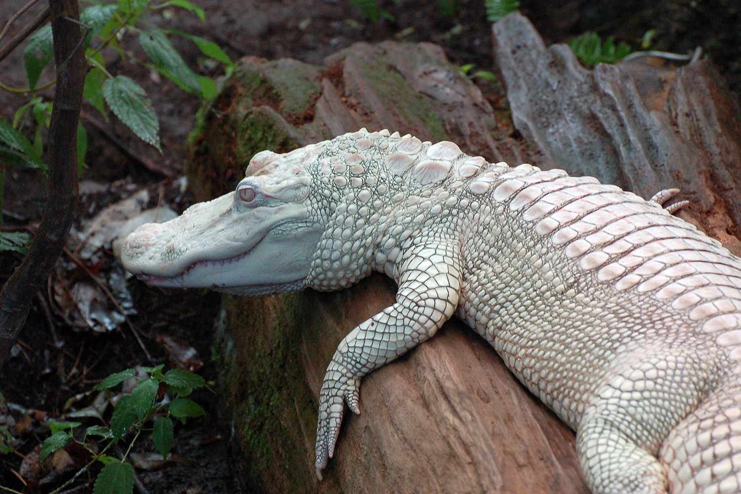 An Albino Alligator | Scrolller
