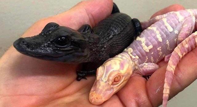 An albino and melanistic alligator. | Scrolller