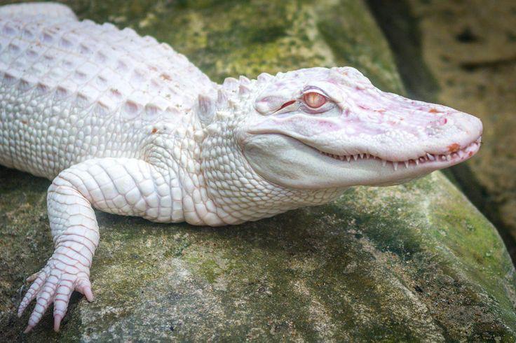 An albino crocodile | Scrolller