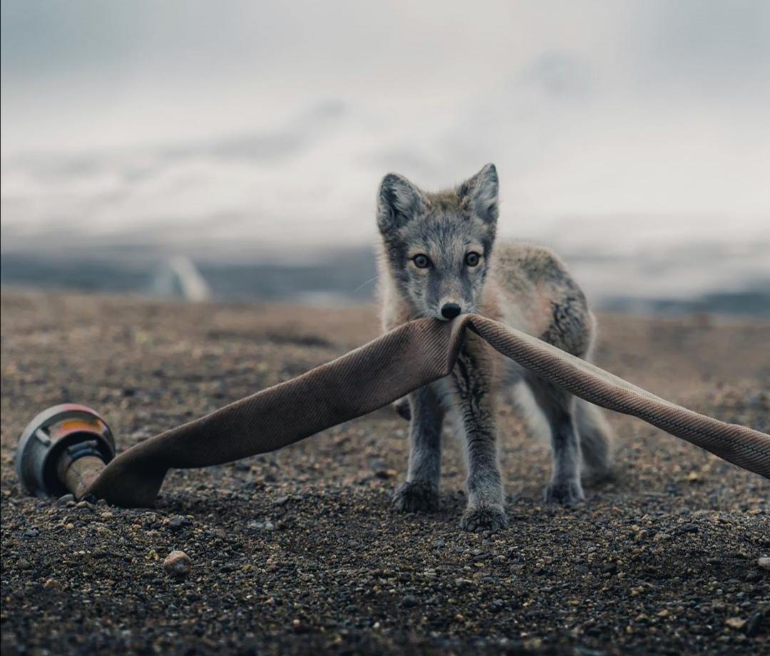 An Arctic Fox | Scrolller