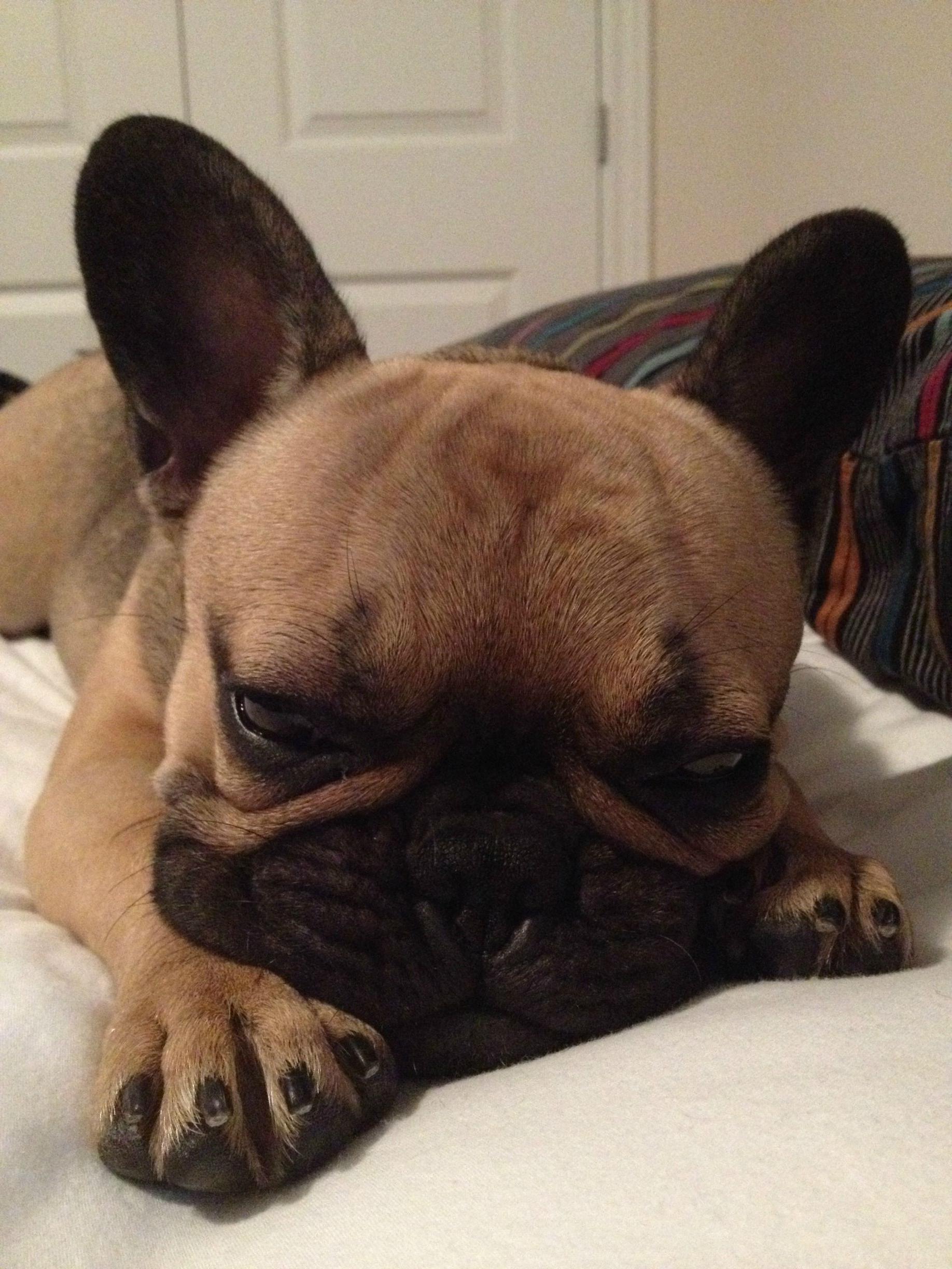 An example for r/frenchie. Isn't she cute? | Scrolller