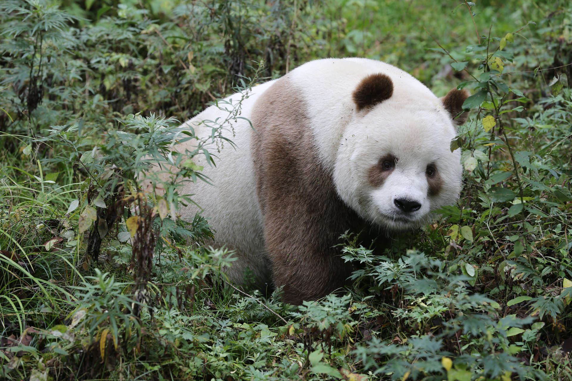 An extremely rare brown giant panda, six-year-old ‘Qizai’, forages for food in the Qinling giant ...